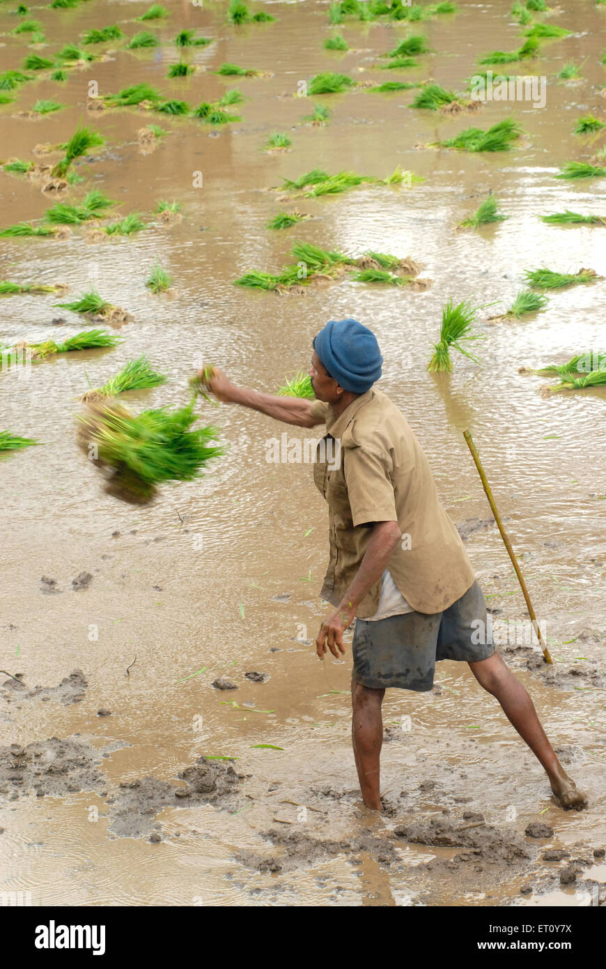 Farmer throwing rice crop in paddy field for sowing ; Madh ; Malshej ...