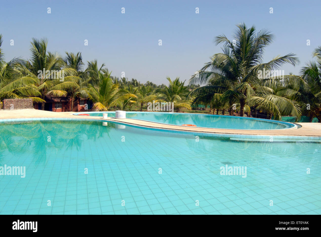 Blue water of swimming pool surrounded by lush green coconut palms ...
