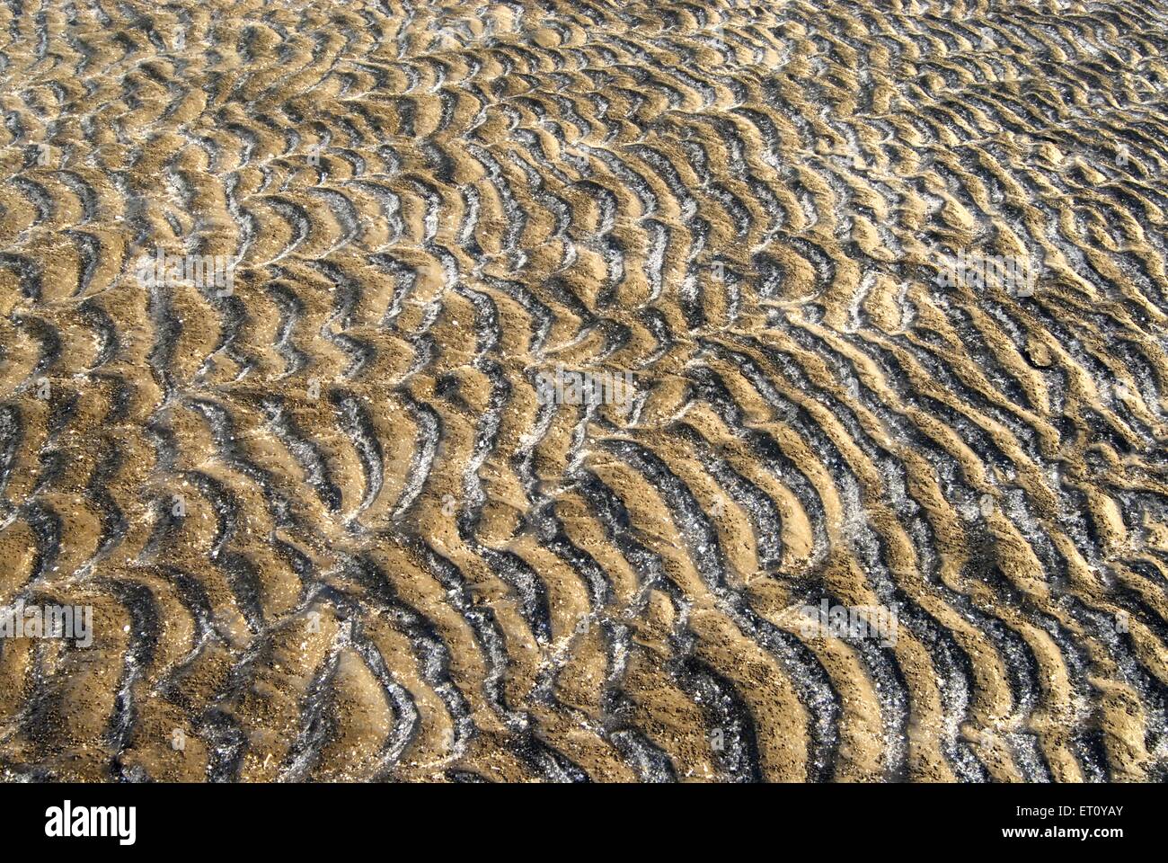 Pattern of sand form due to sea waves at Kalamb beach ; Bassein Vasai ...