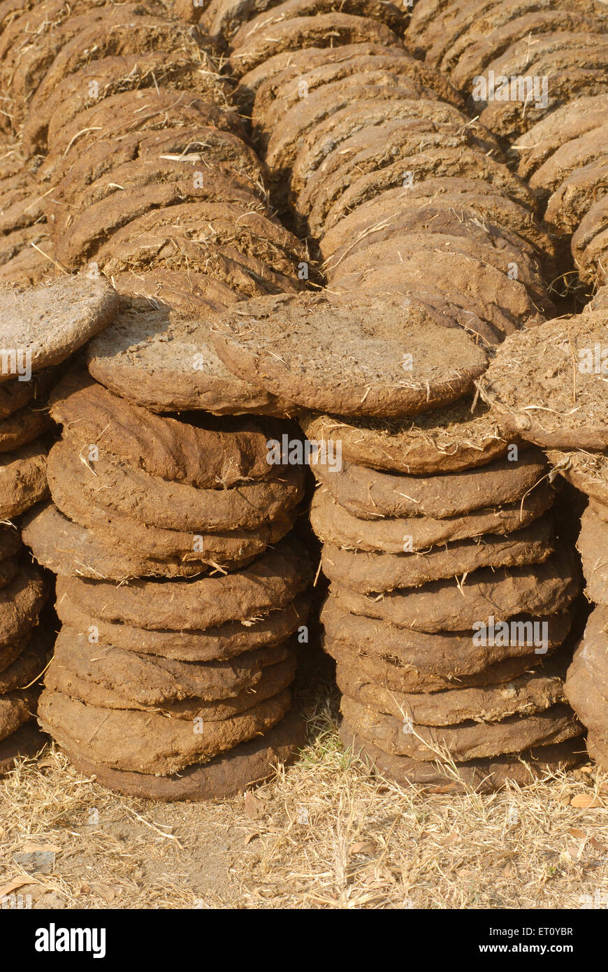 Cow dung india fuel hi-res stock photography and images - Alamy