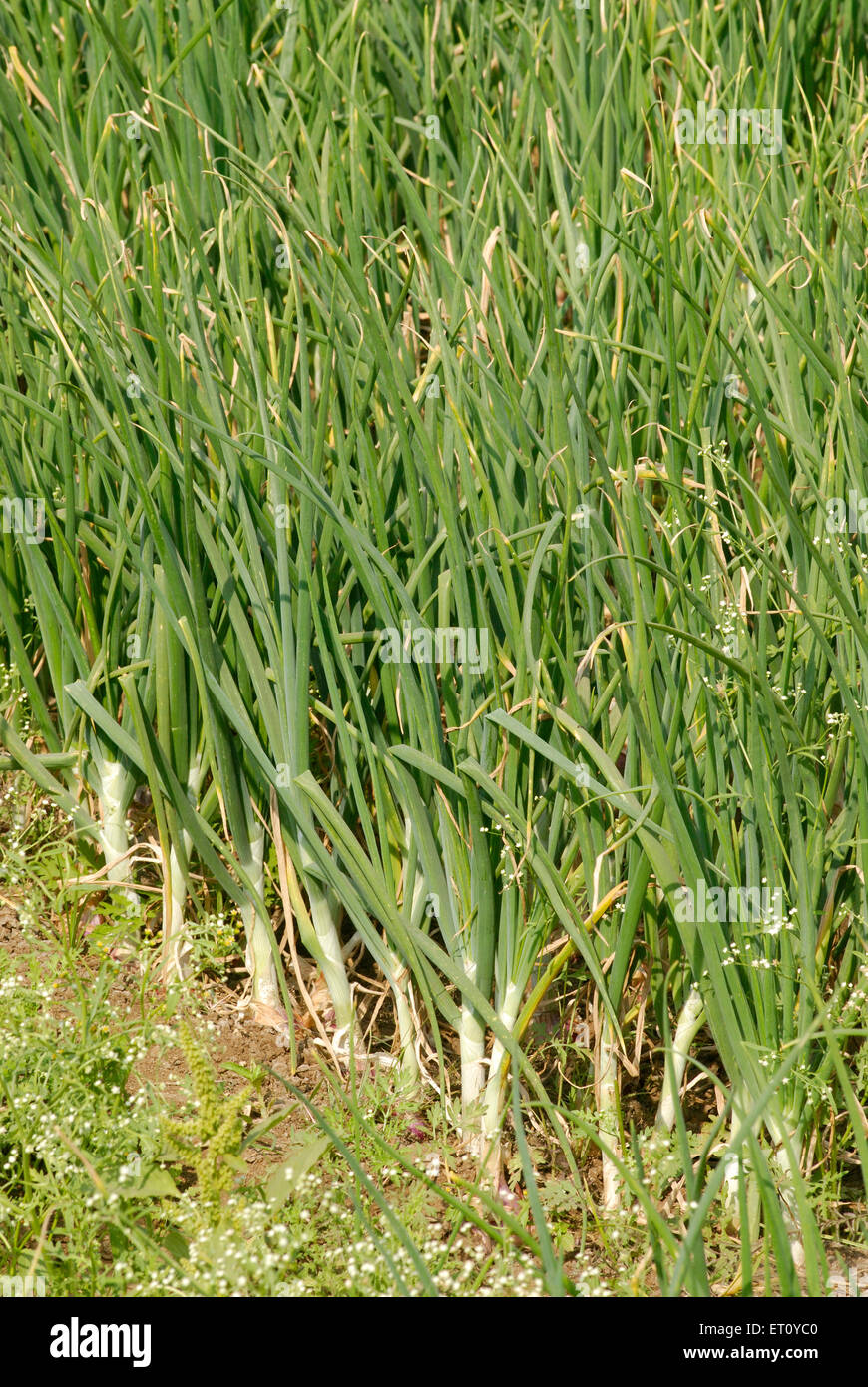 onion crop, onion vegetable, bulb onion, common onion Stock Photo - Alamy