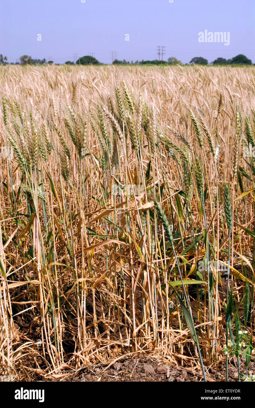 Wheat Crops In India