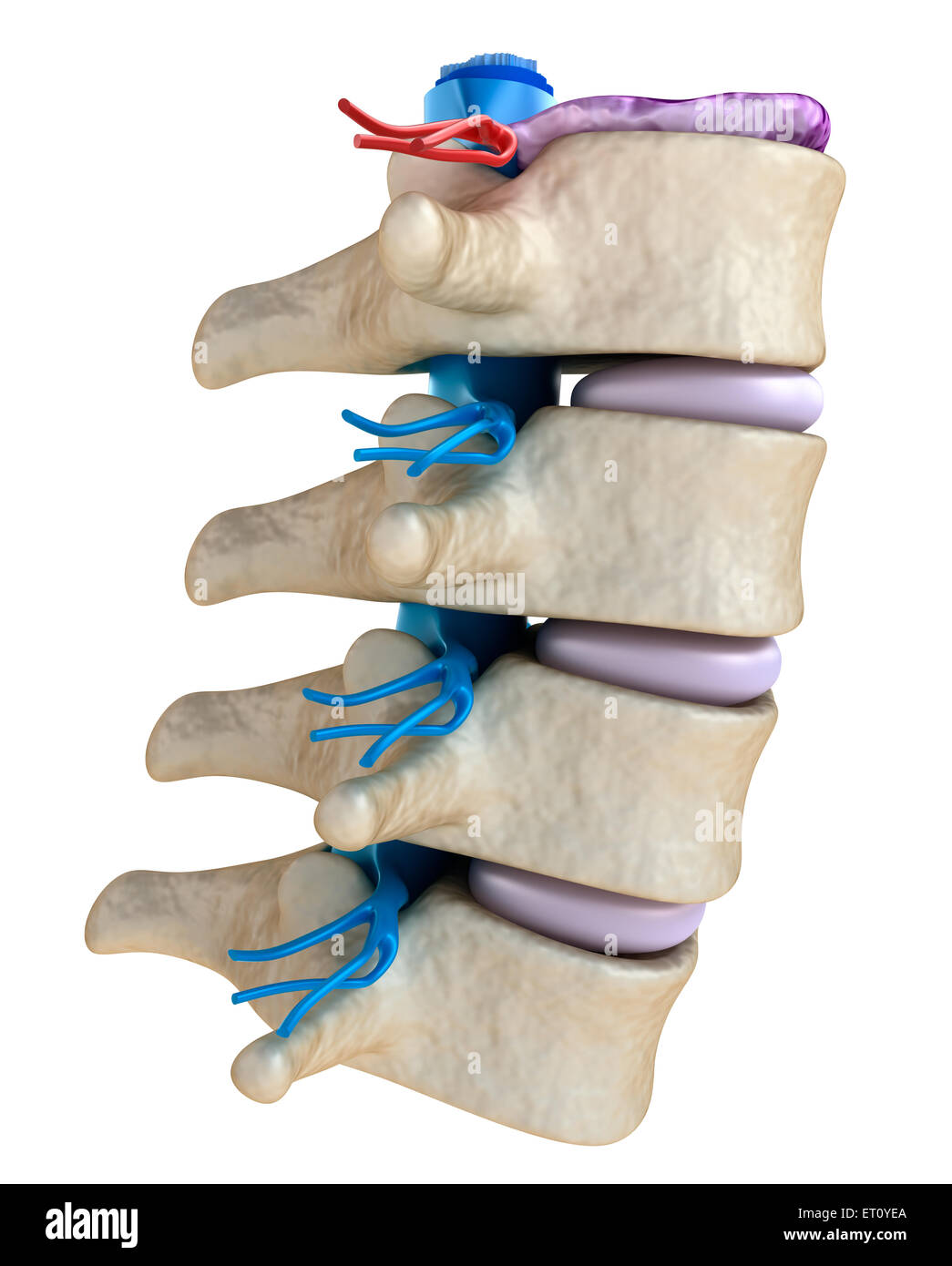 Spinal cord under pressure of bulging disc Stock Photo - Alamy