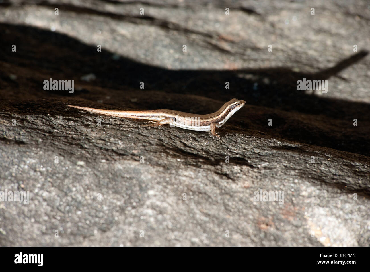 Indian lizards hi-res stock photography and images - Alamy