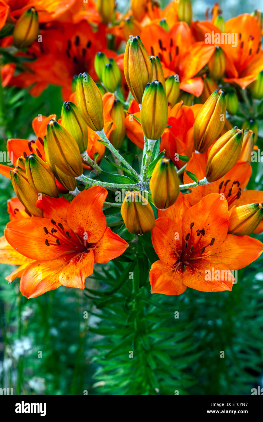 Lily, Lilies, Lilium bulbiferum, Orange Lily, Fire Lily Stock Photo - Alamy