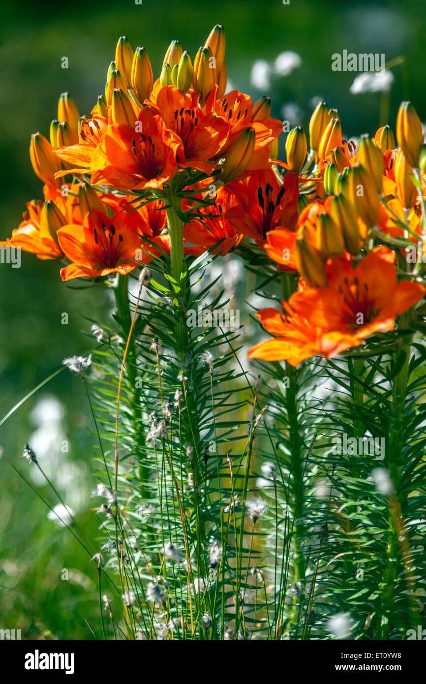 Fire lilies hi-res stock photography and images - Alamy