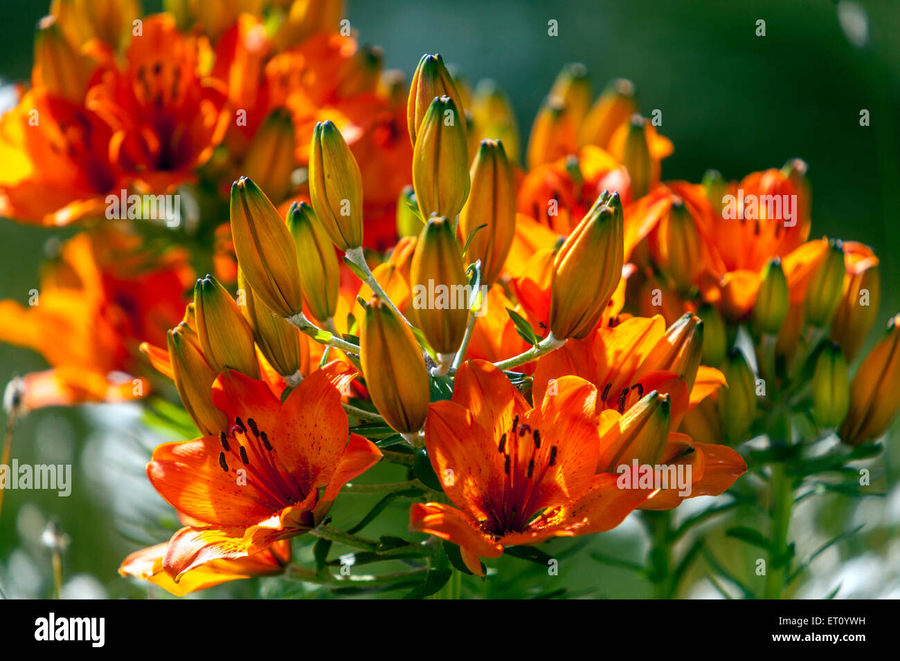 Fire lilies hi-res stock photography and images - Alamy