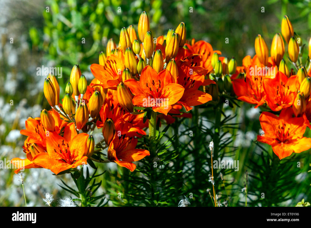 Lilium bulbiferum, Orange Lily, Fire Lily, Lilies Stock Photo - Alamy