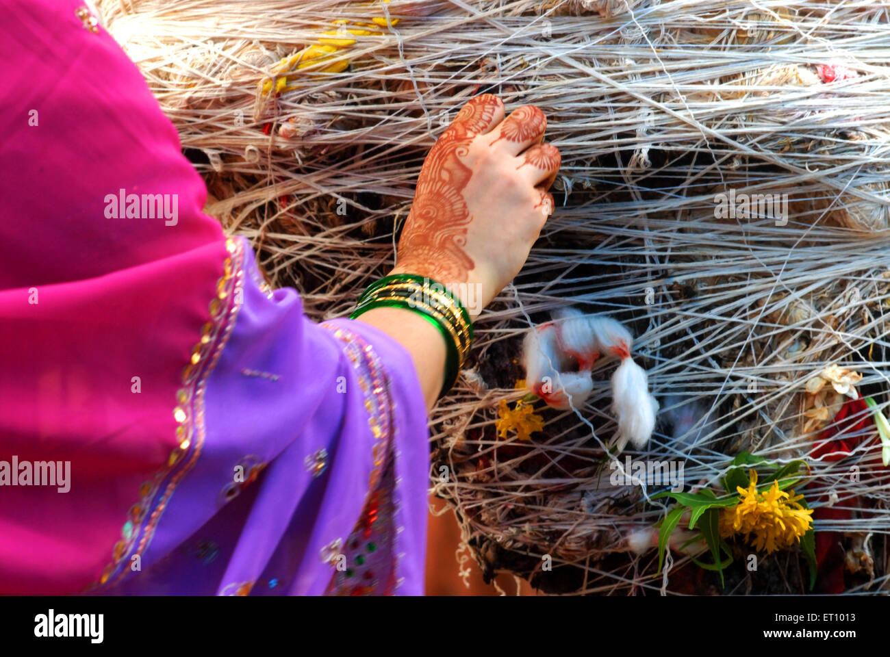 Hand of woman tying thread to banyan tree worshipping on vat savitri ...
