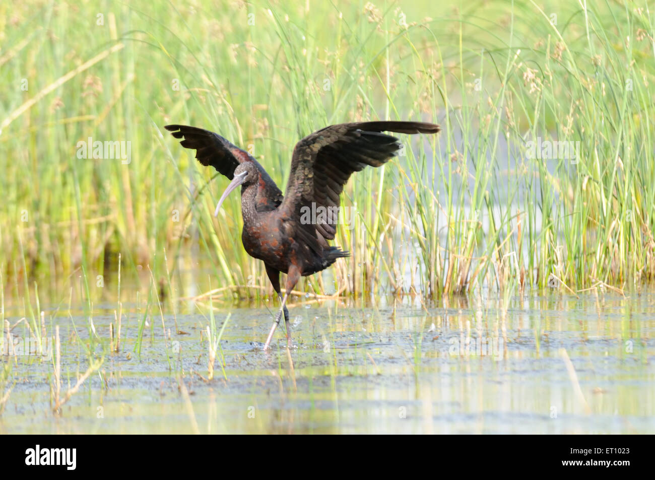 Glossy Ibis at shallows of Manych lake in Kalmykia, Russia Stock Photo ...
