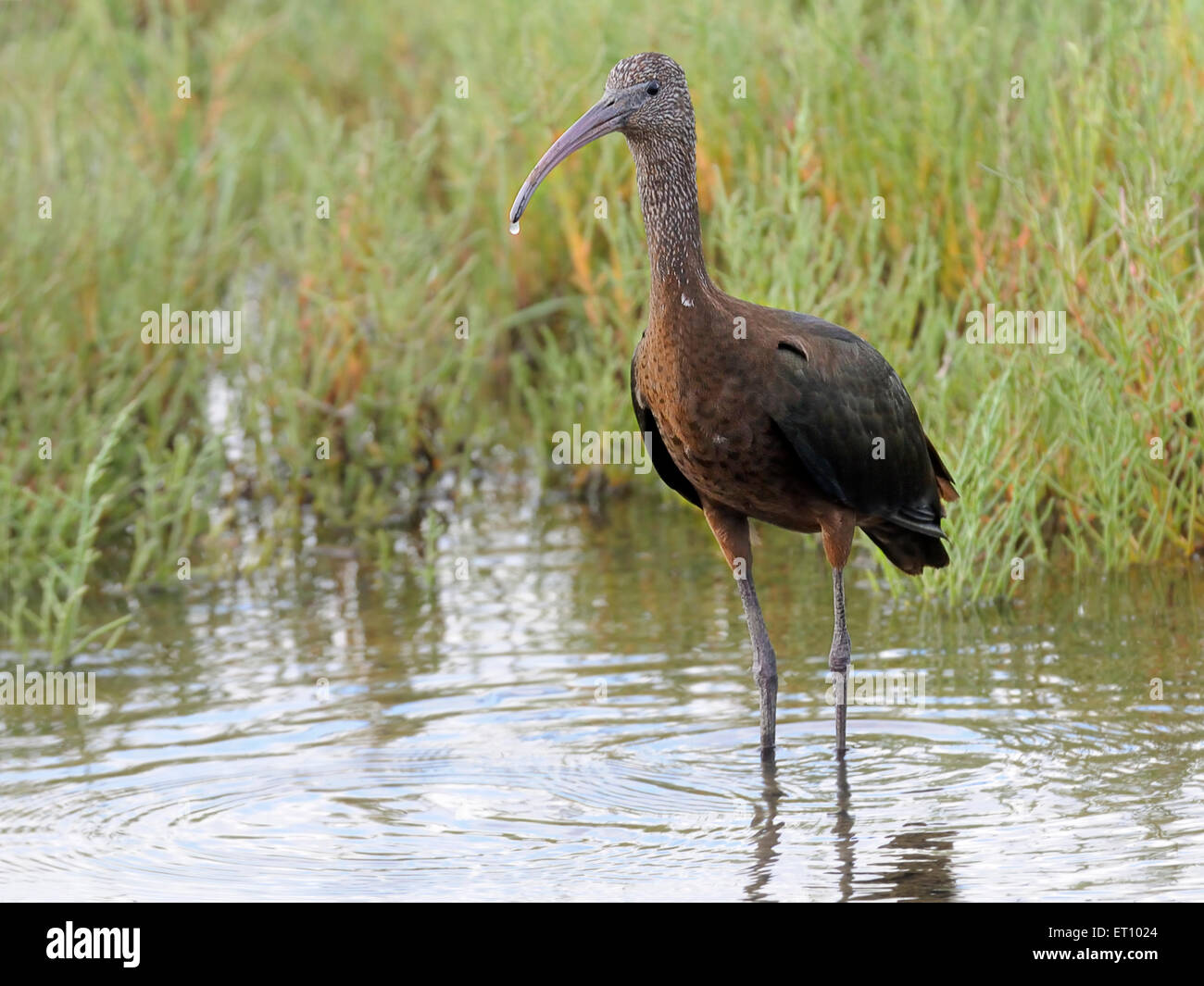 Glossy Ibis at shallows of Manych lake in Kalmykia, Russia Stock Photo ...