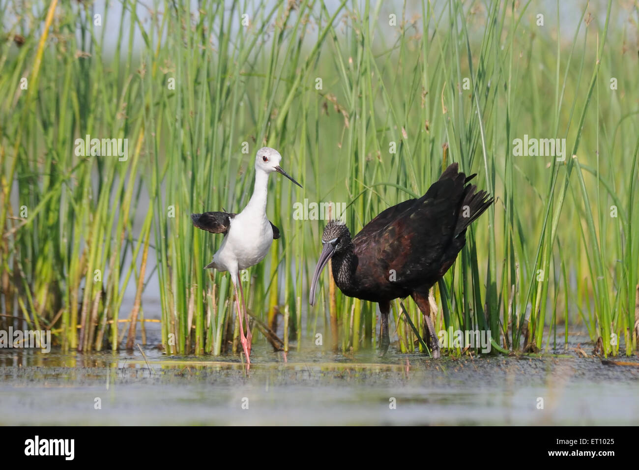Glossy Ibis and Black-winged Stilt at shallows of Manych lake in ...