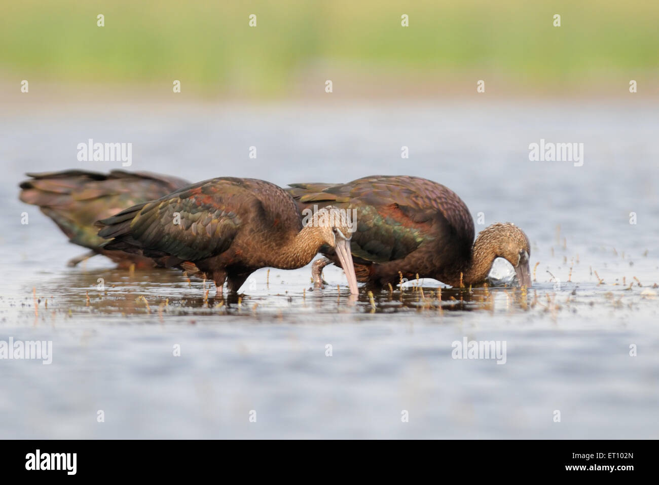 Three Glossy Ibises feeding at shallows of Manych lake in Kalmykia ...