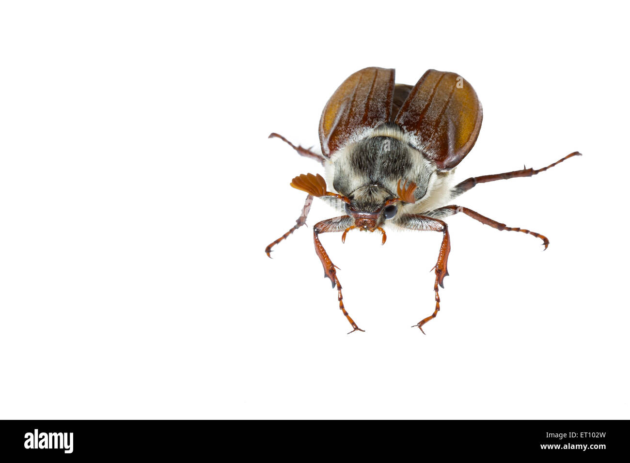 Cockchafer - May Bug against bright white background using outdoor ...