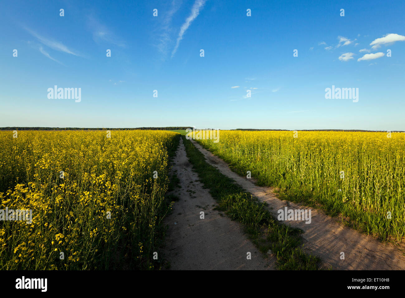 the road to a field Stock Photo - Alamy
