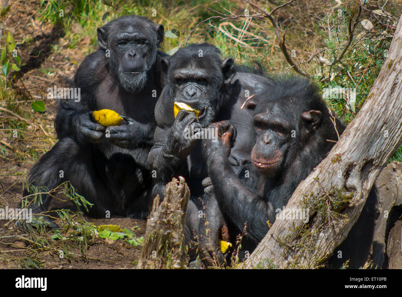 Albino Chimpanzee