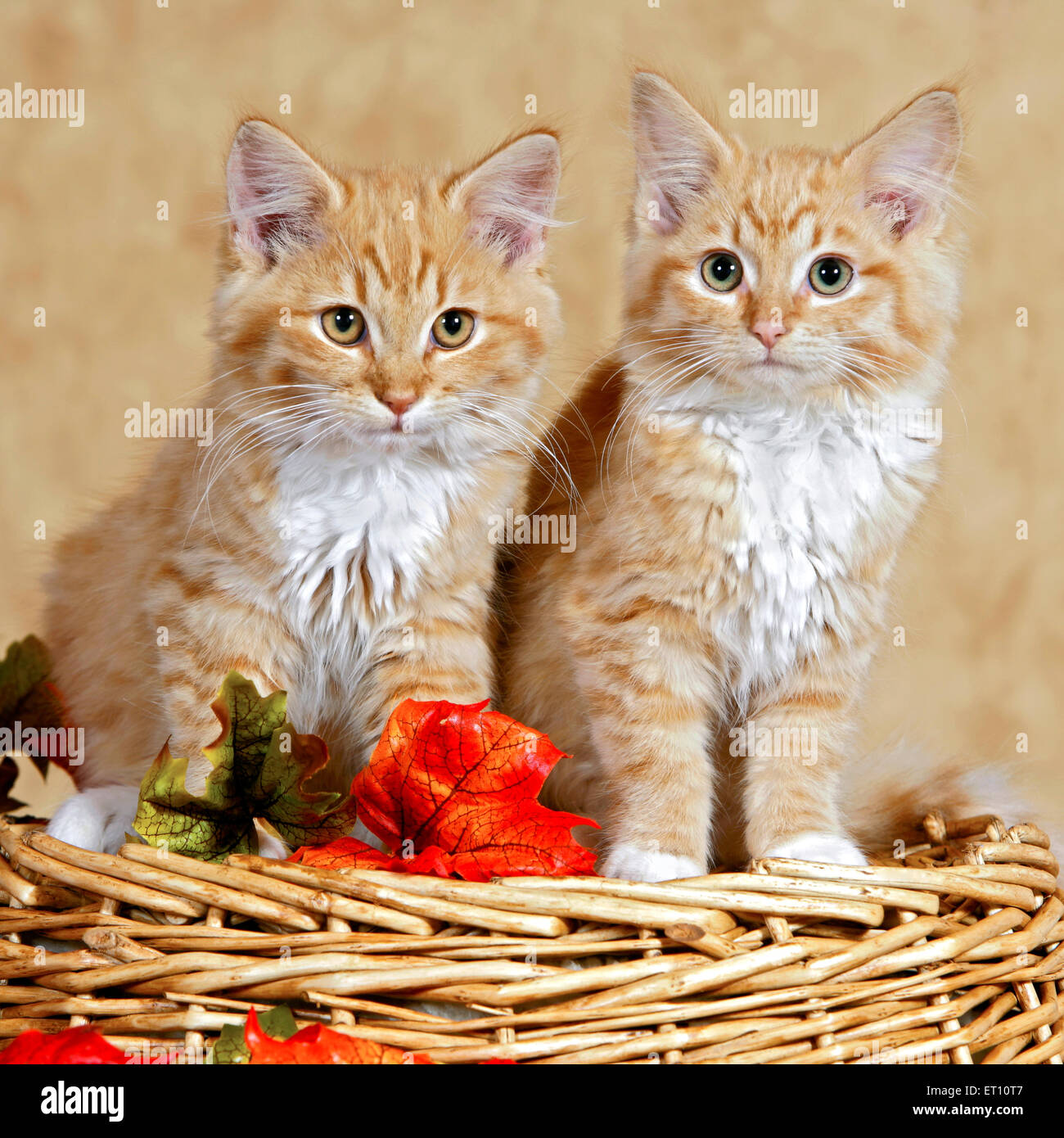 Two Kitten ginger tabby sitting together on basket Stock Photo - Alamy