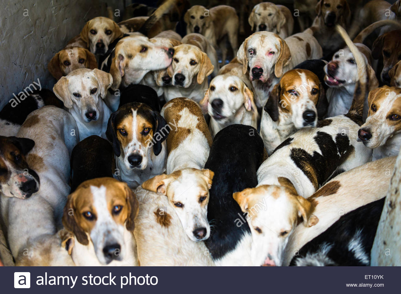 Jedforest Hunt Stock Photos & Jedforest Hunt Stock Images - Alamy