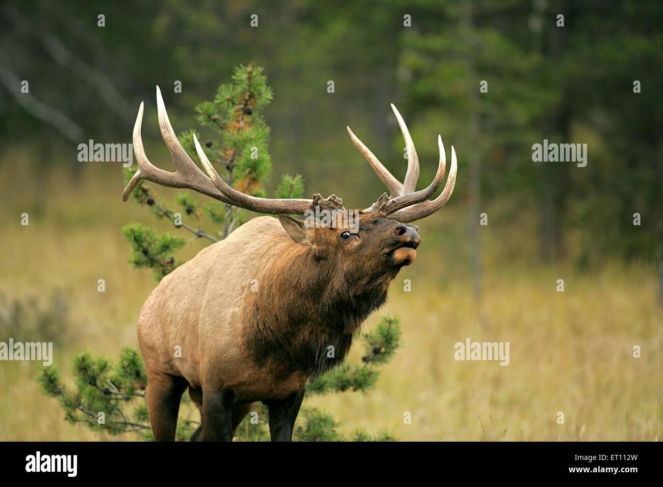 Elk Bull in meadow, calling Stock Photo - Alamy
