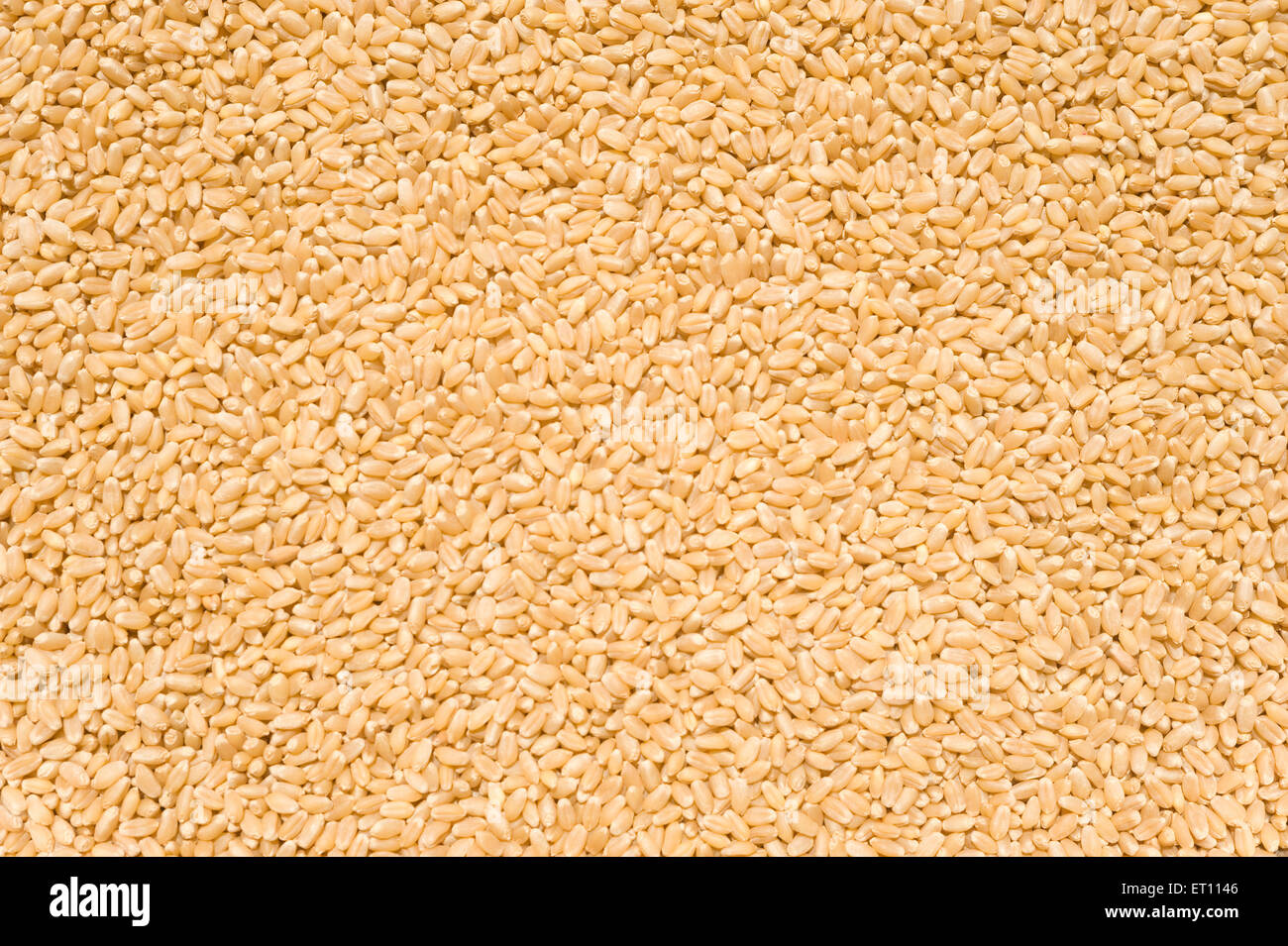 Wheat grains Sillod Ahmednagar Maharashtra India Asia Stock Photo - Alamy
