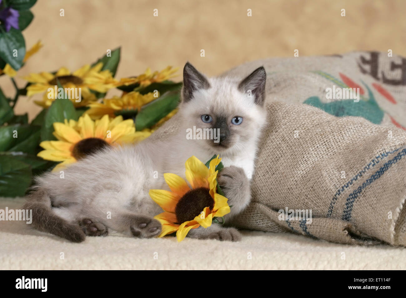 Sunflower cat hi-res stock photography and images - Alamy