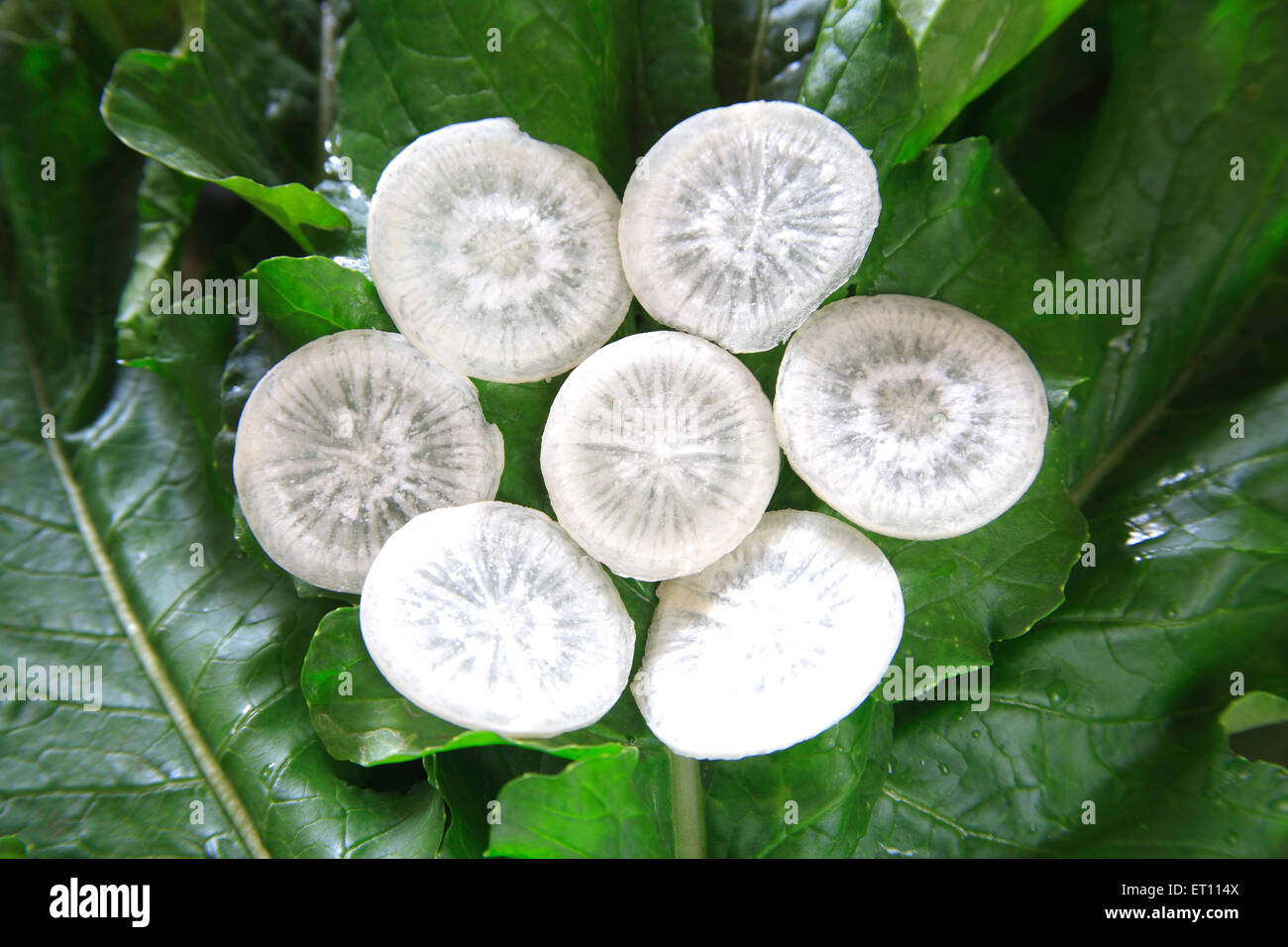 162918 hi-res stock photography and images - Alamy