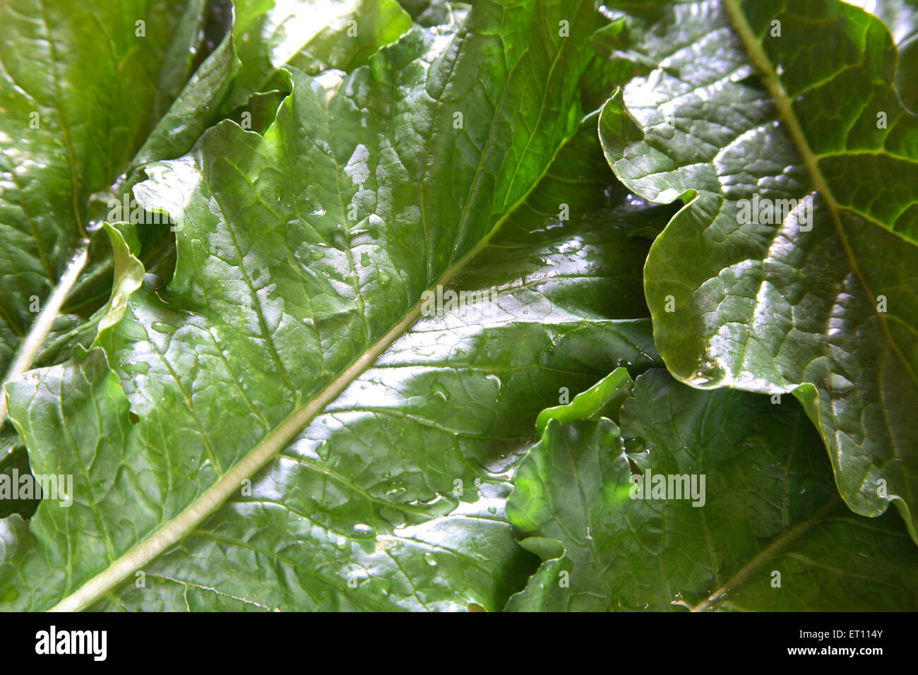 Radish leaves, green vegetable, muli leaf, raphanus sativa, green ...