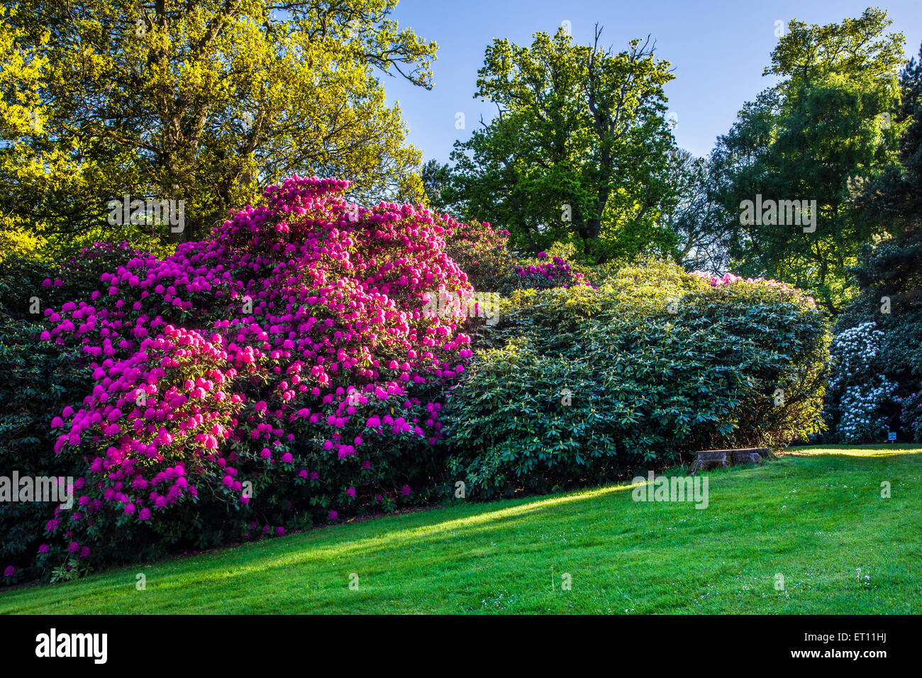 Rhododendrons on the Bowood Estate in Wiltshire Stock Photo - Alamy