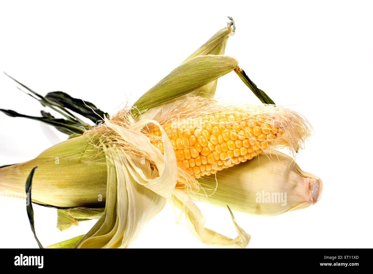 Two ears of fresh, uncooked corn on the cob. One ear, partially shucked ...