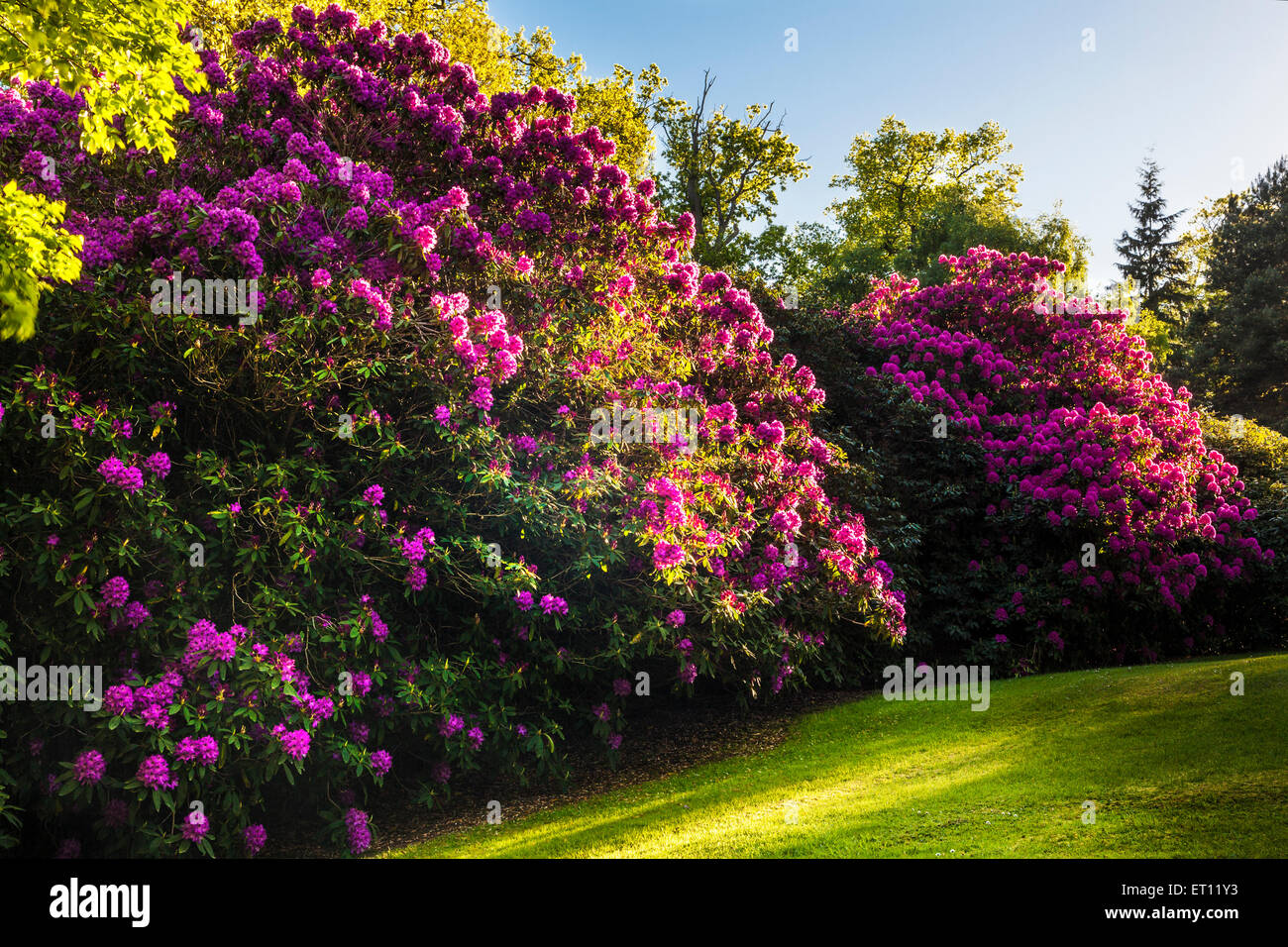 Rhododendrons on the Bowood Estate in Wiltshire Stock Photo - Alamy