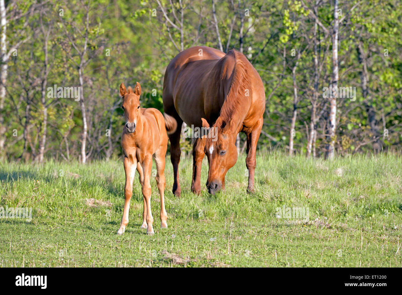 Sorrel tree hi-res stock photography and images - Alamy