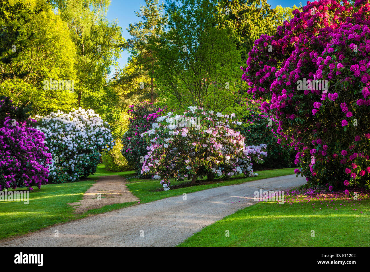 Rhododendrons on the Bowood Estate in Wiltshire Stock Photo - Alamy