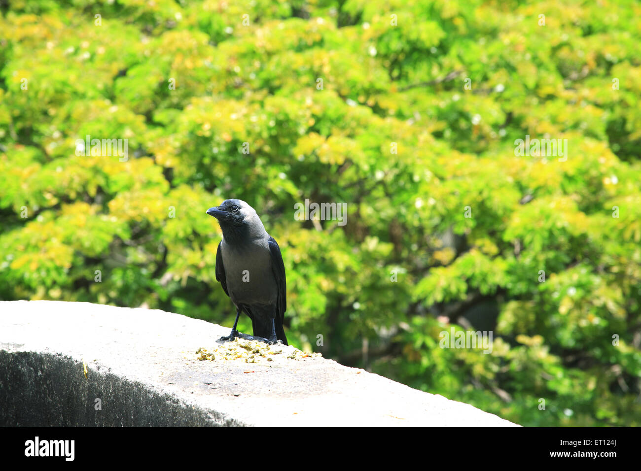 The crow people hi-res stock photography and images - Alamy