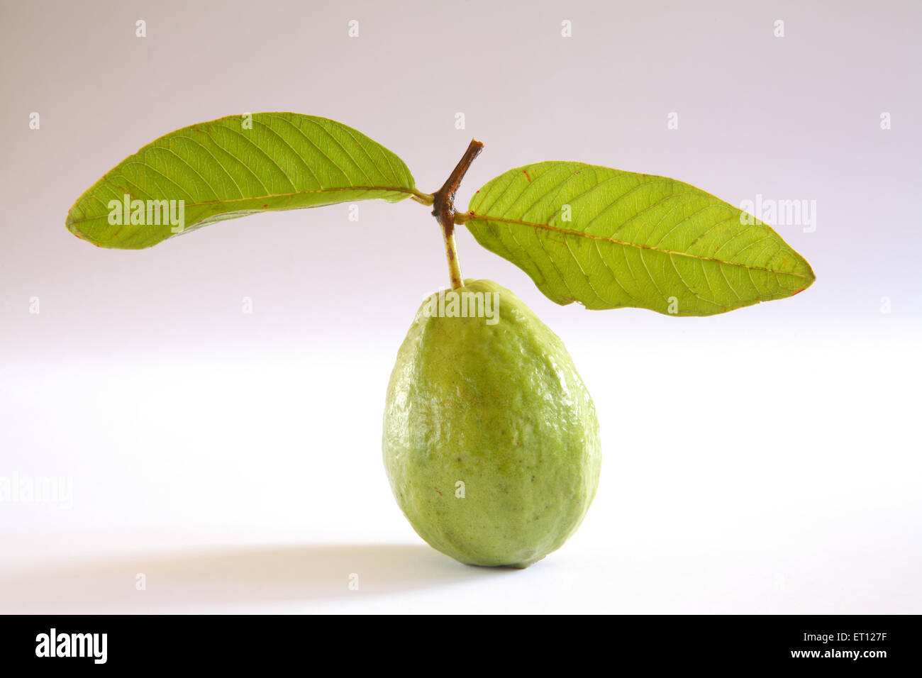 Guava fruit , Psidium guajava , fruits with green leaf on white ...