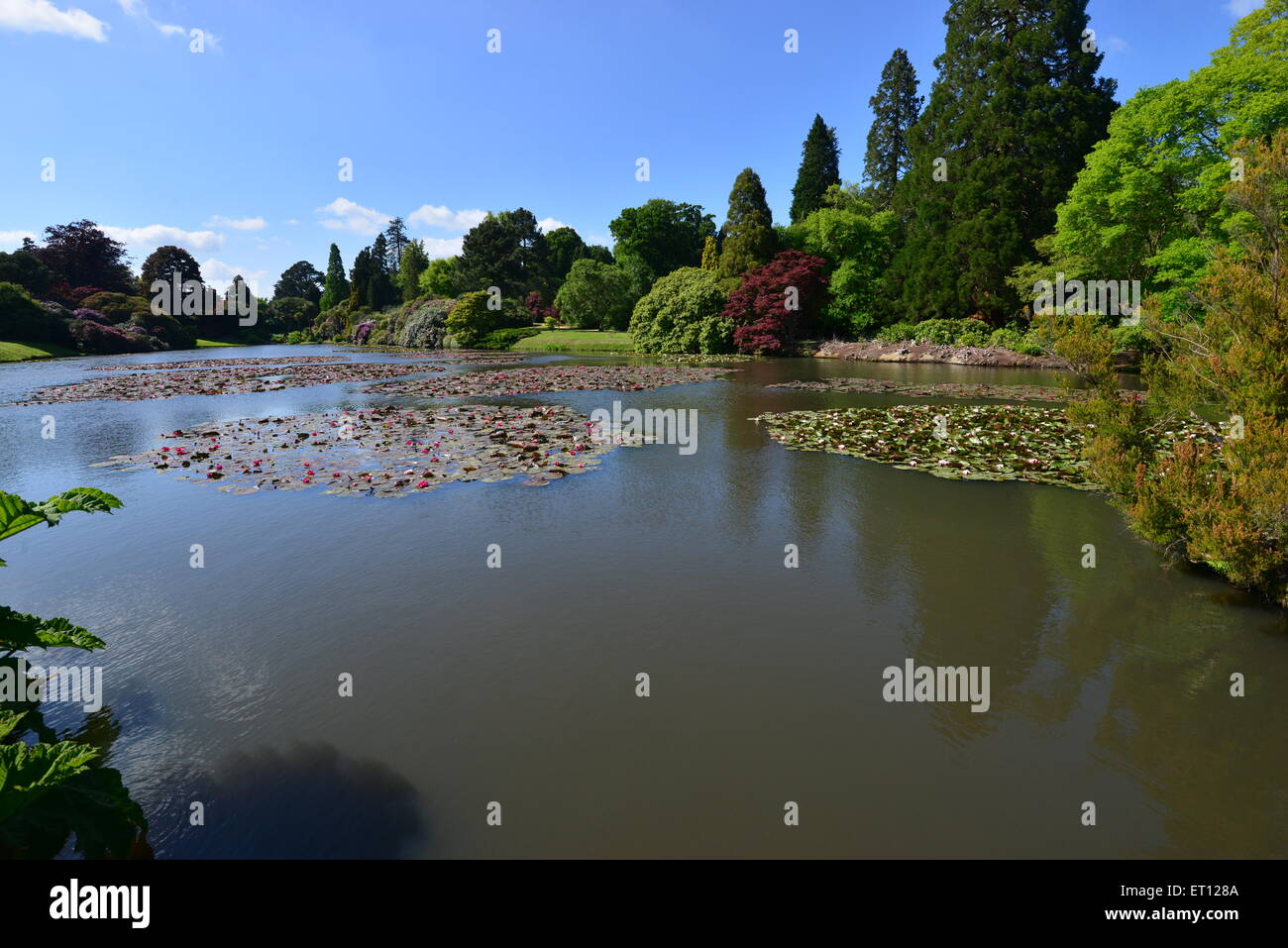 Sheffield park conifers hi-res stock photography and images - Alamy