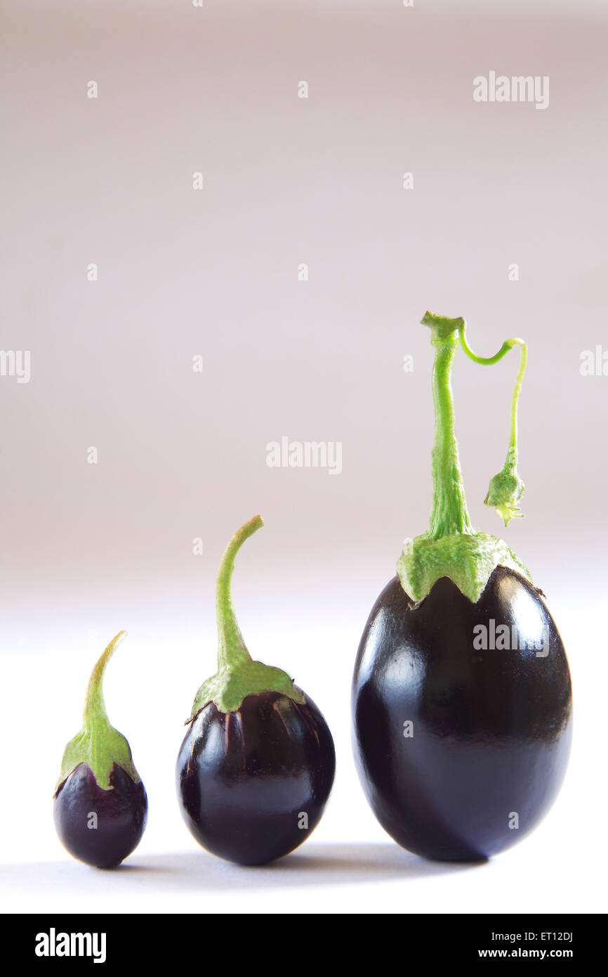 Brinjal white hi-res stock photography and images - Alamy
