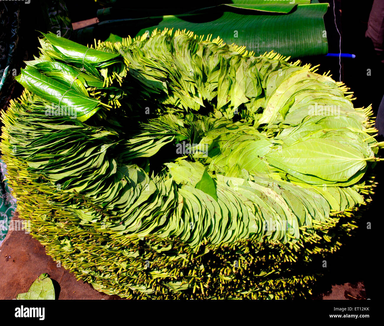 Indian beetle hi-res stock photography and images - Alamy