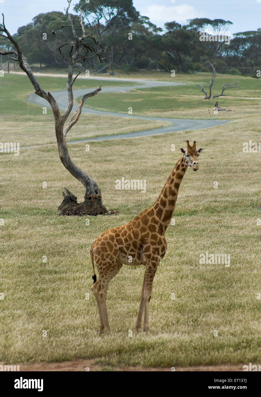 African giraffe in Monarto Zoo, Adelaide, SA, Australia Stock Photo - Alamy