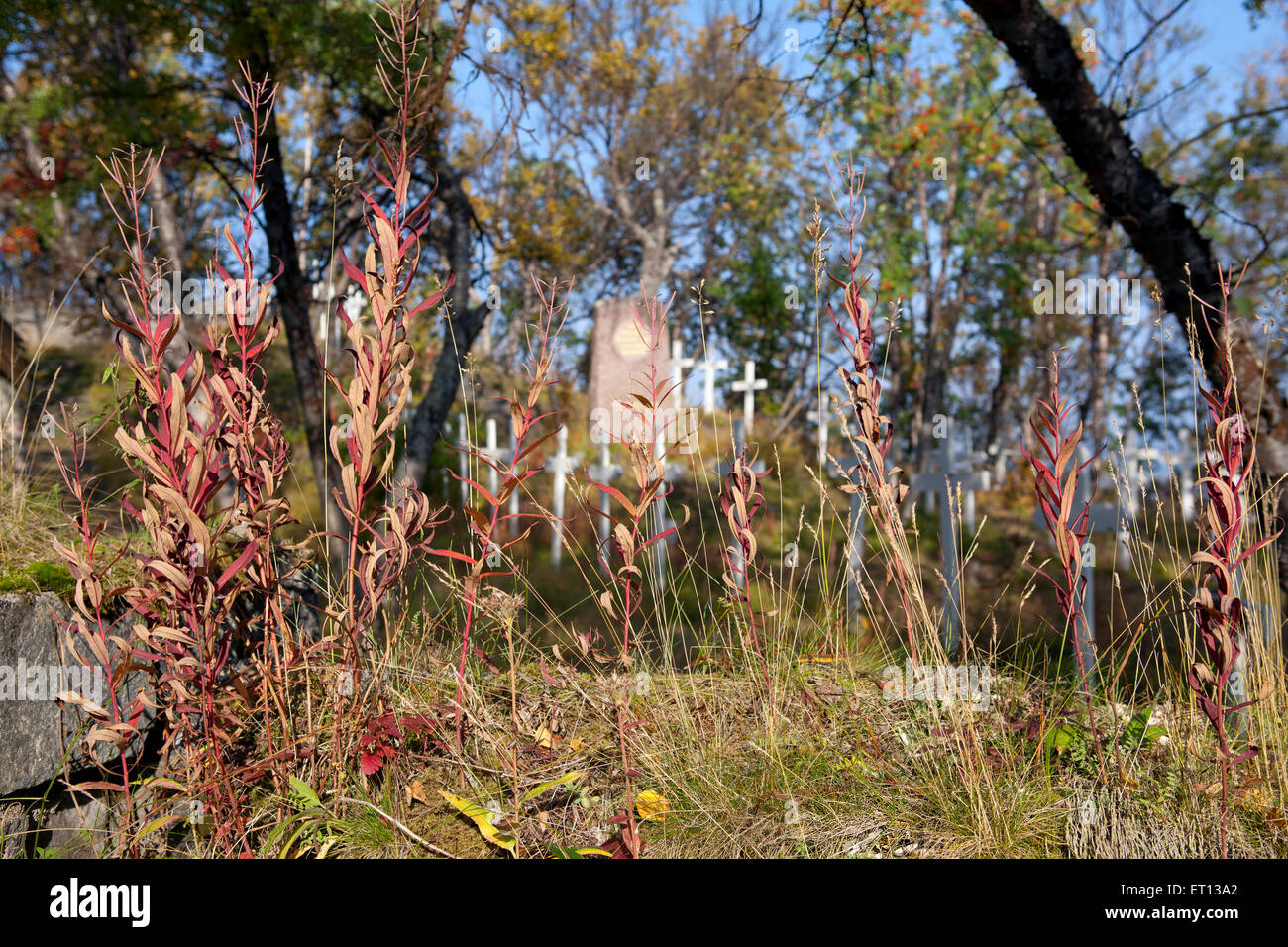 Graveyard weed hi-res stock photography and images - Alamy