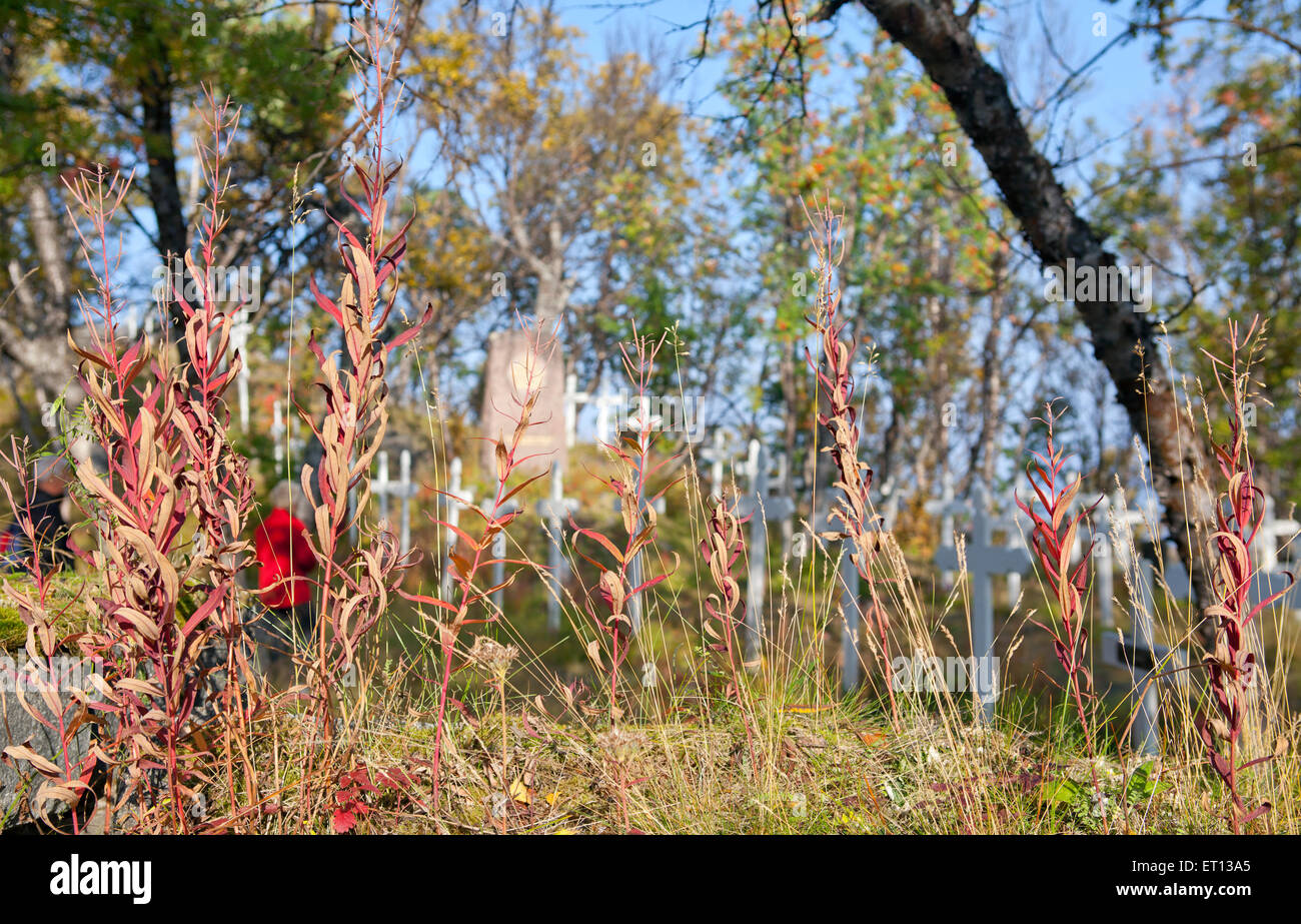 Graveyard weed hi-res stock photography and images - Alamy
