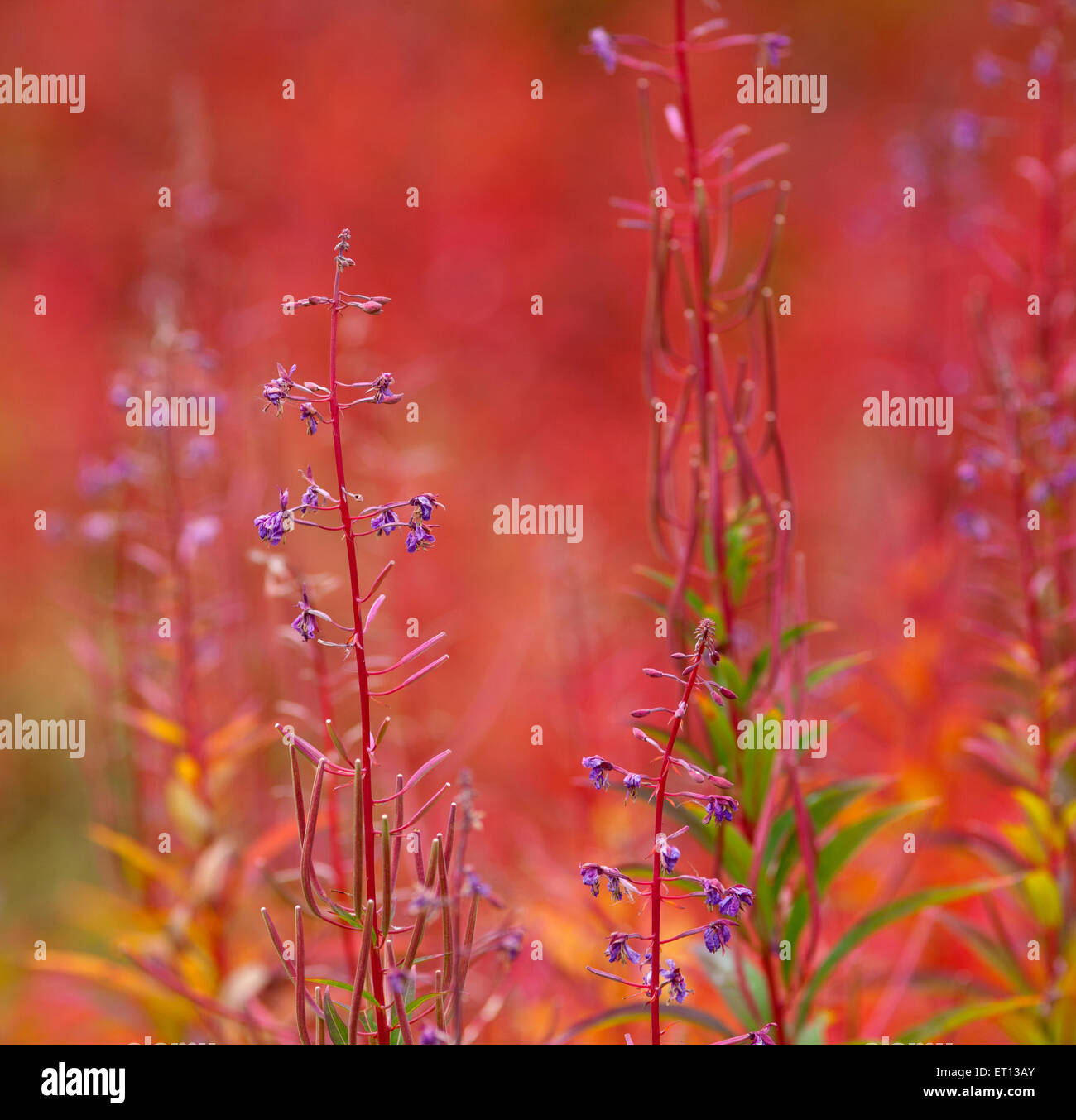 Fire weed hi-res stock photography and images - Alamy