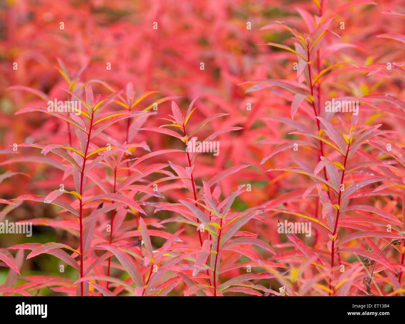 Fire weed hi-res stock photography and images - Alamy