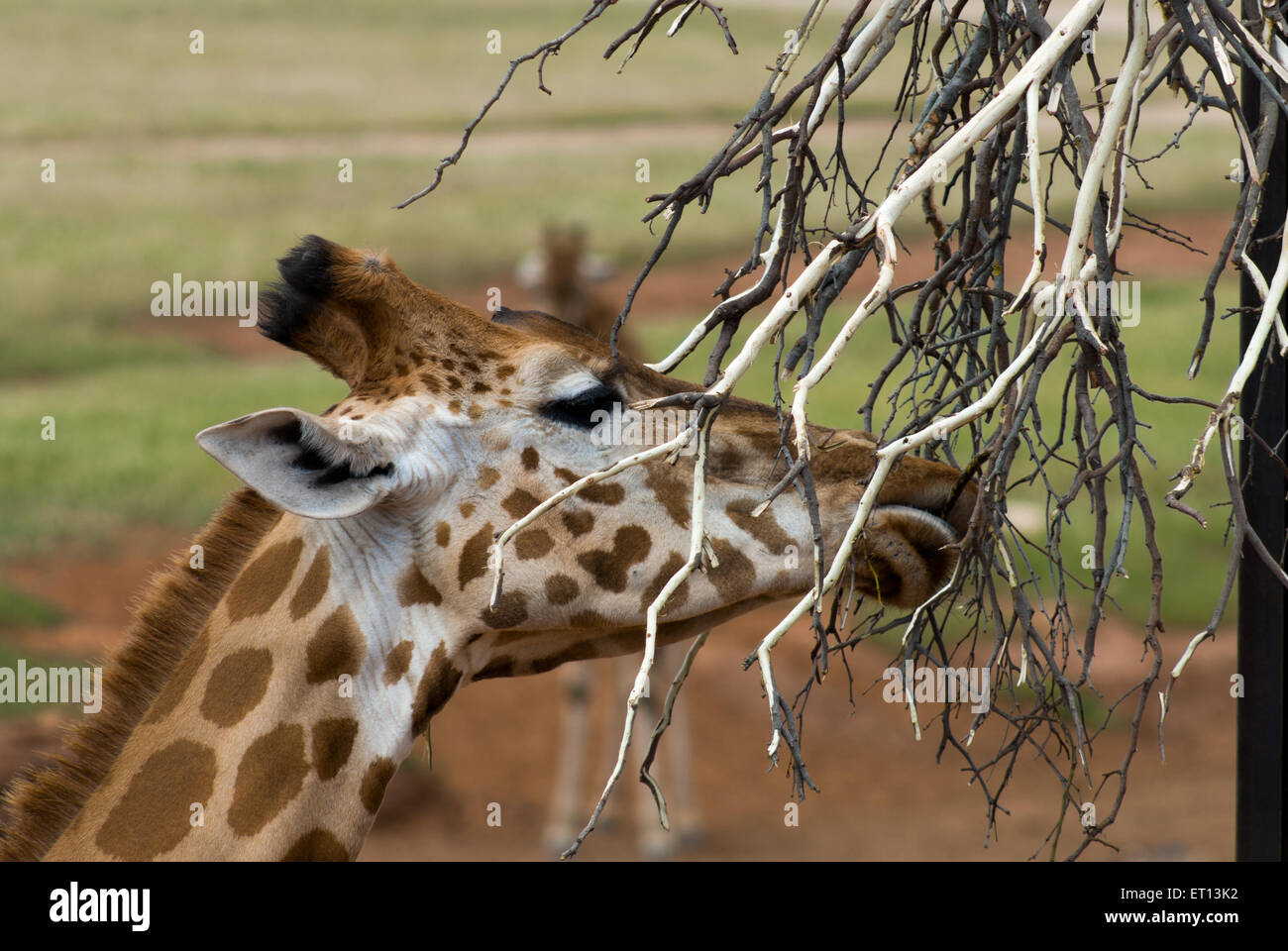 African giraffe in Monarto Zoo, Adelaide, SA, Australia Stock Photo - Alamy