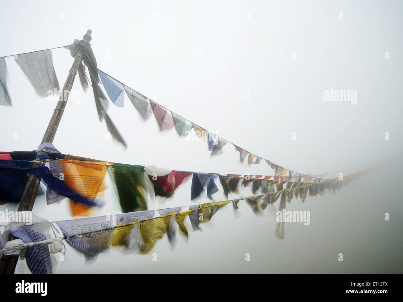 Buddhist prayer flags at Tumling ; Sandakfu ; Sandakphu ; Sandakpur ...