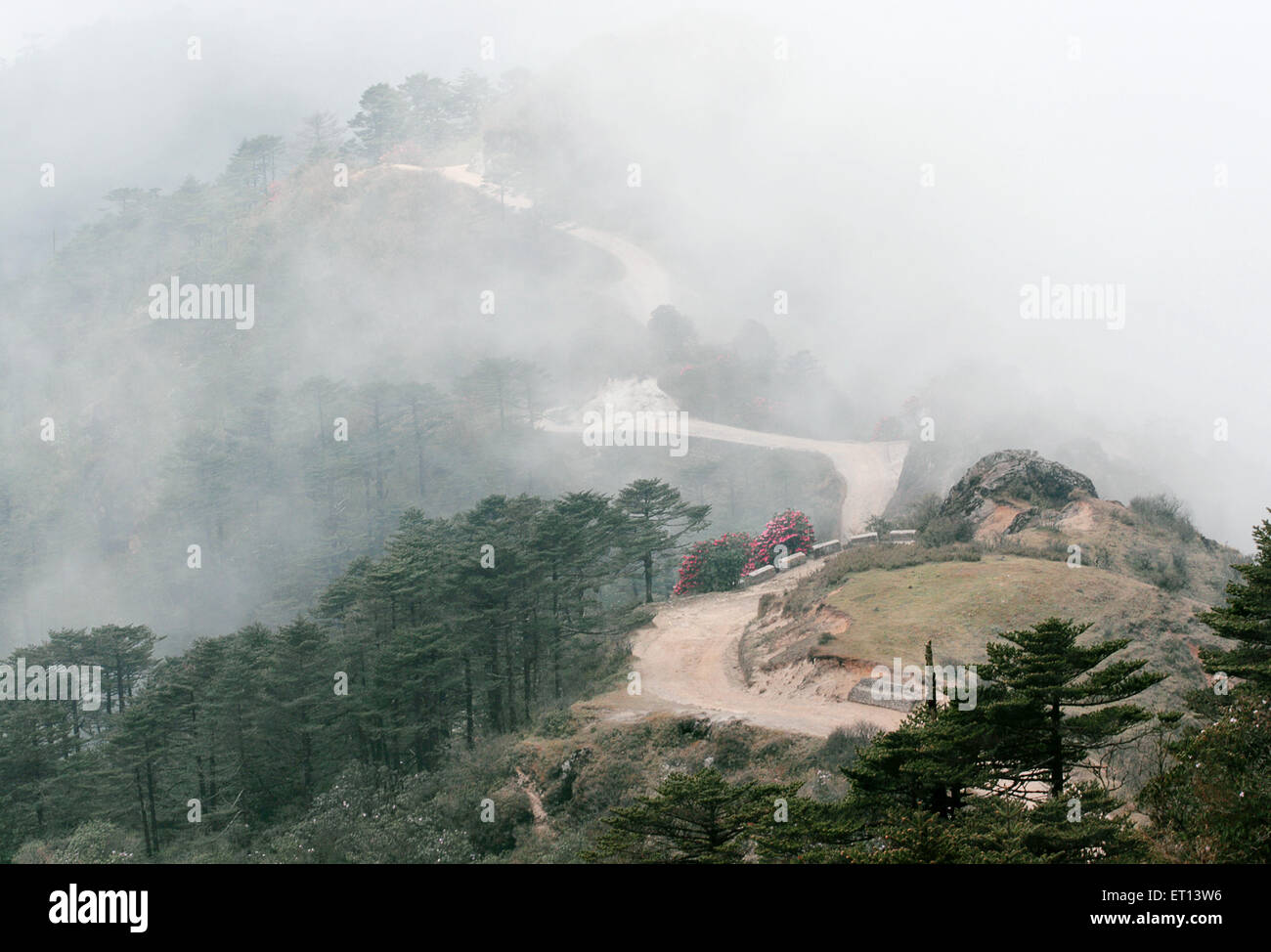 Way to Sandakfu ; Sandakphu ; Sandakpur ; West Bengal ; India Stock ...