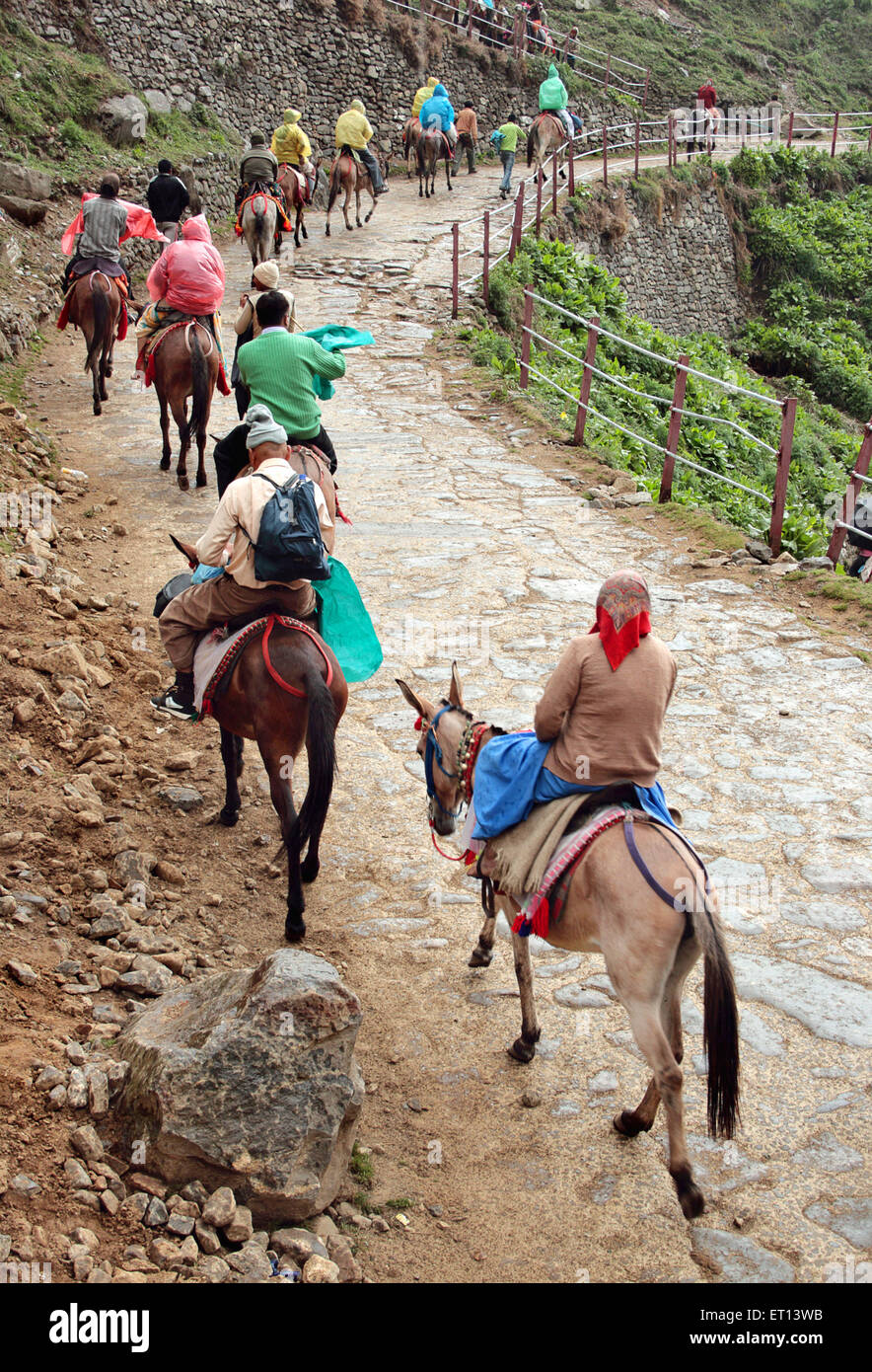 Mules in line on the path to Kedarnath ; Uttaranchal ; Uttarakhand ...