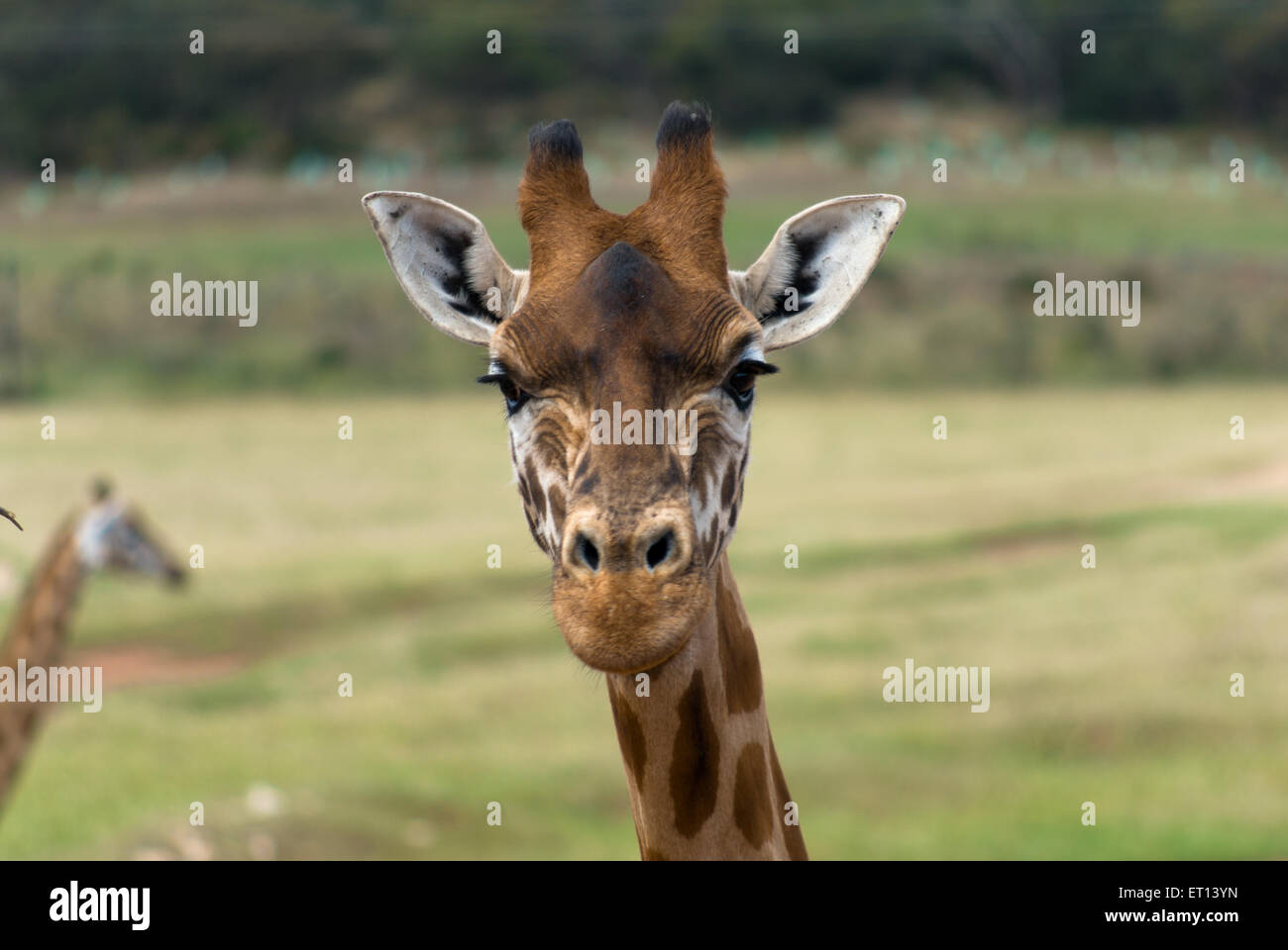 African giraffe in Monarto Zoo, Adelaide, SA, Australia Stock Photo - Alamy