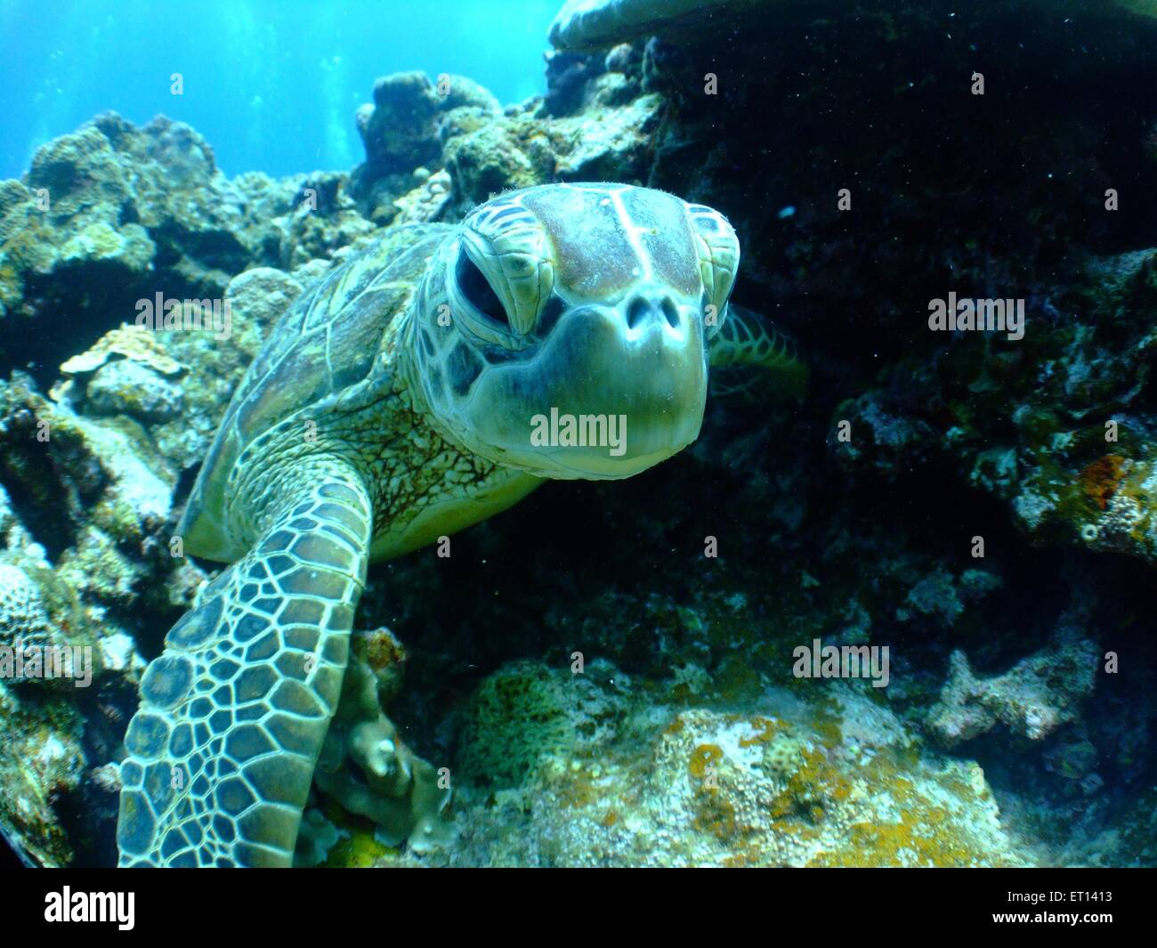 Ectotherms High Resolution Stock Photography and Images - Alamy