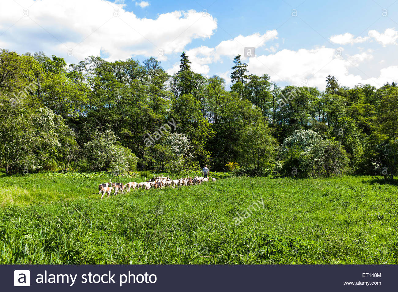 Jedforest Hunt Stock Photos & Jedforest Hunt Stock Images - Alamy