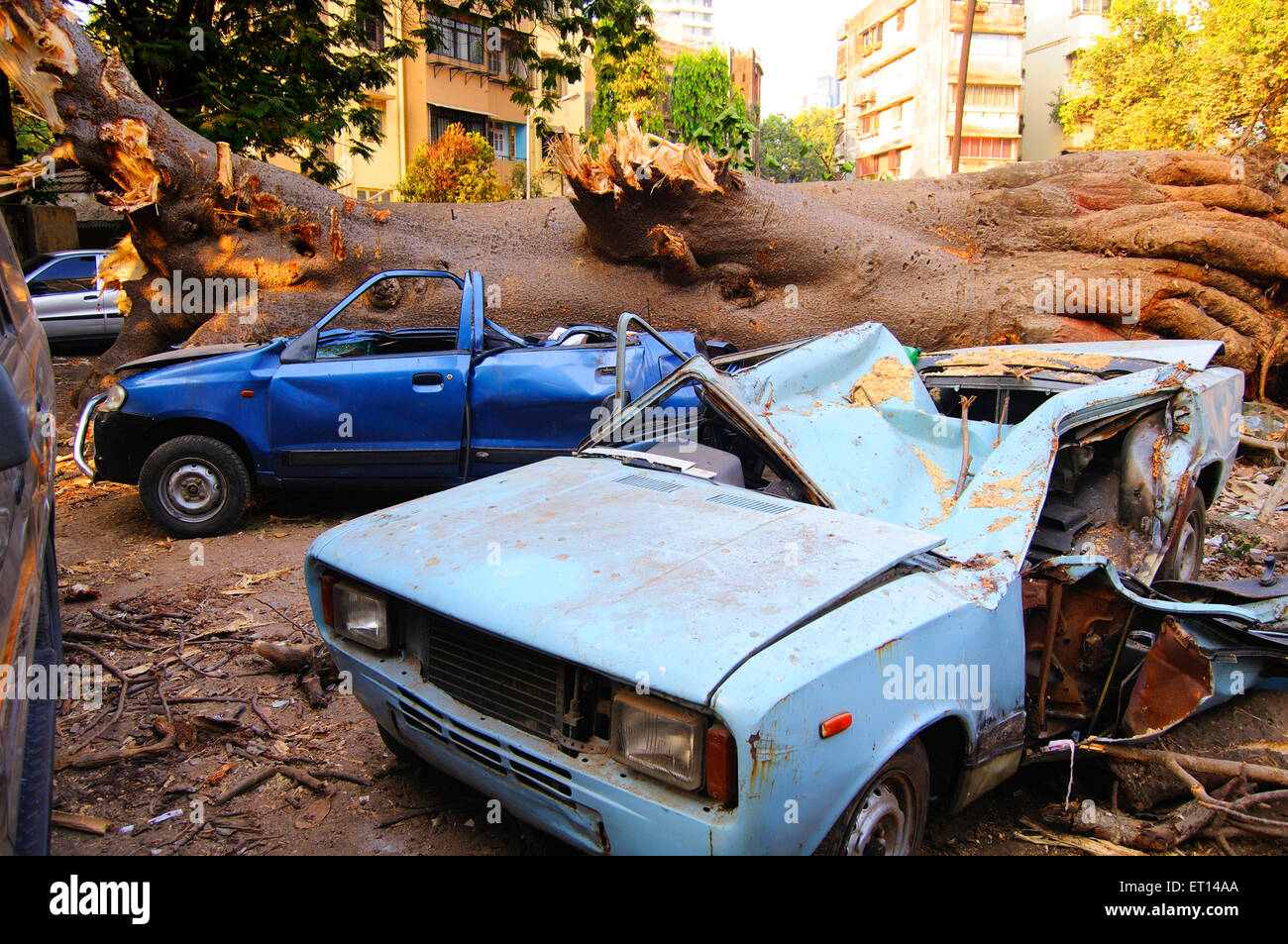 Natural disaster by tree fall on cars at Dadar ; Bombay Mumbai ...
